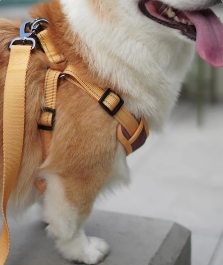 Corgi-Specific Series Harness – HiveWillGrow